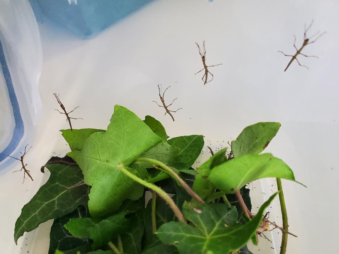 CE2 : la naissance des phasmes. – Ecole Sainte Madeleine